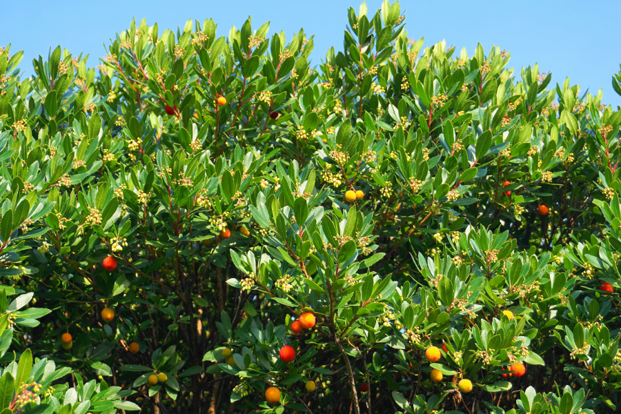 ARBOUSIER – Pépinières du Flayosquet