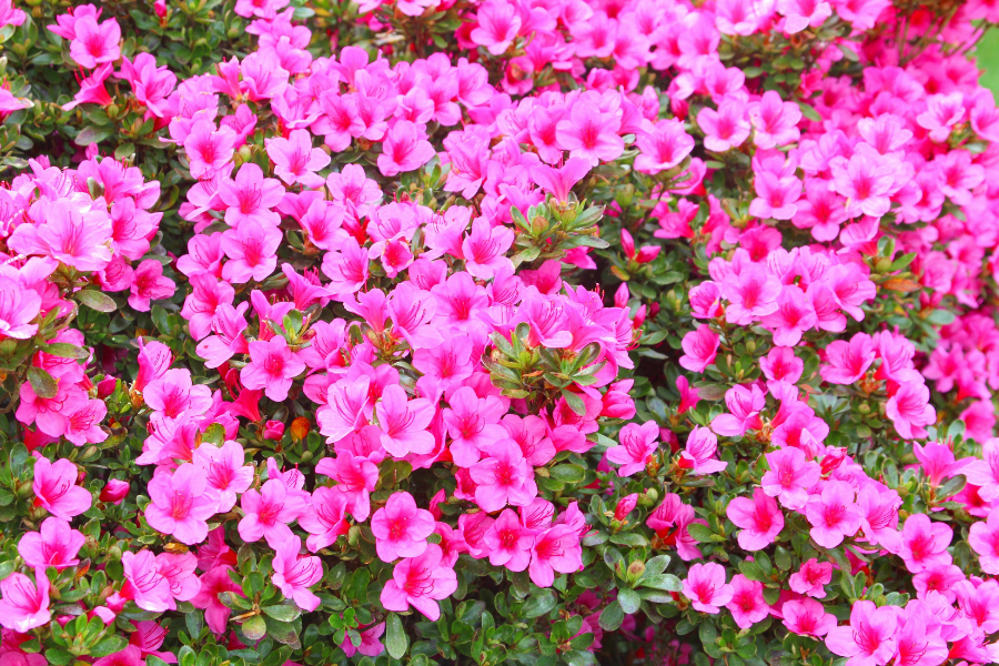 AZALÉE de JARDIN – Pépinières du Flayosquet