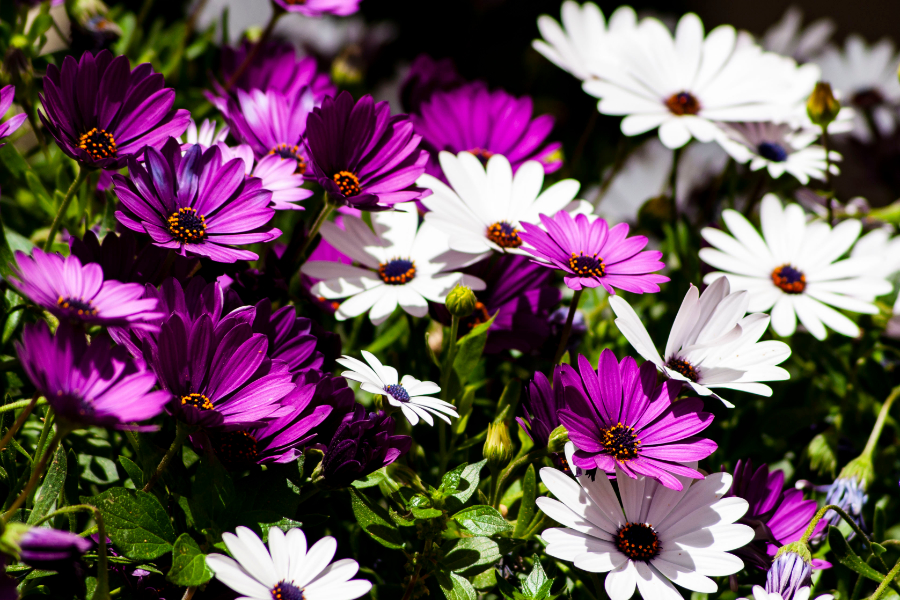 DIMORPHOTECA - Pépinières du Flayosquet