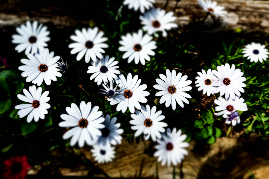 DIMORPHOTECA Rampant - Pépinières du Flayosquet