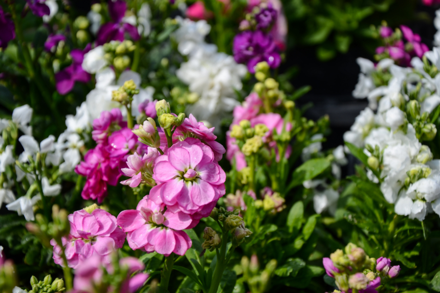 GIROFLÉE de Nice - Pépinières du Flayosquet