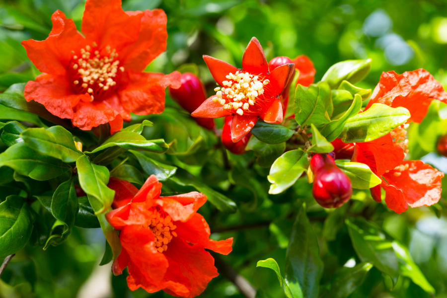 GRENADIER à Fleurs - Pépinières du Flayosquet