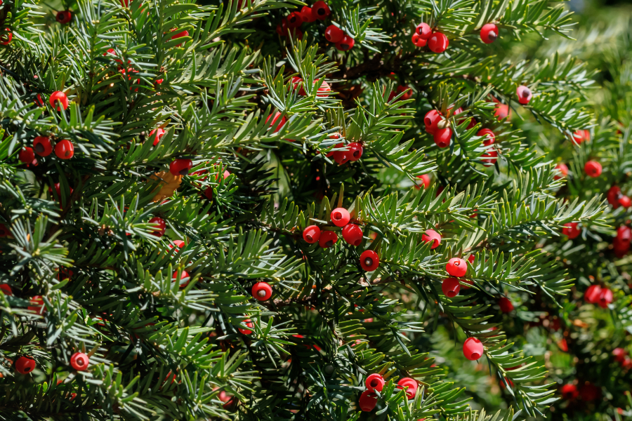Nos conifères - Pépinières du Flayosquet