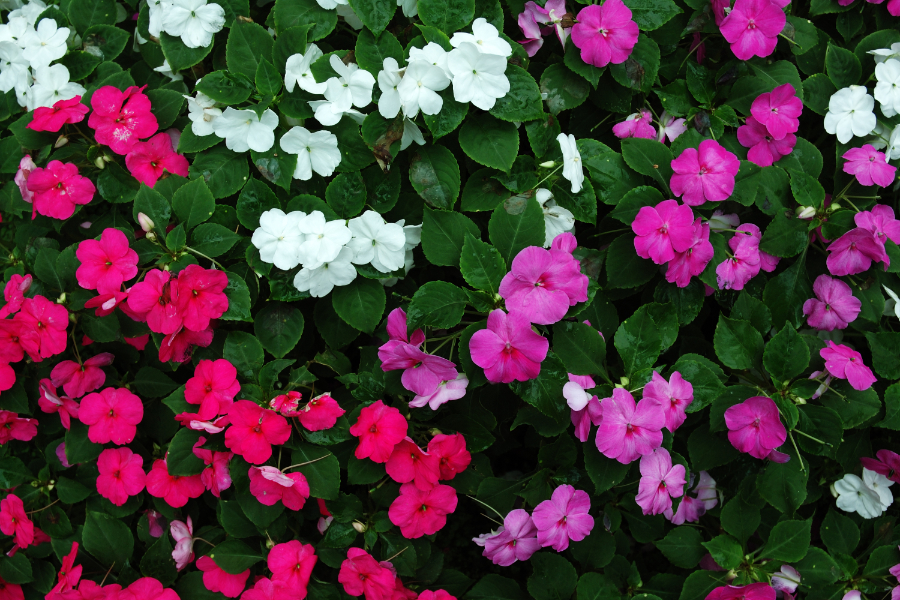 IMPATIENS – Pépinières du Flayosquet