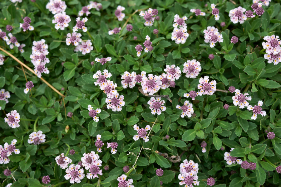 LIPPIA NODIFLORA - Pépinières du Flayosquet