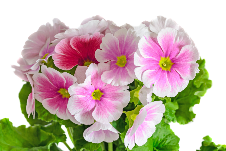 PRIMEVERE - Pépinières du Flayosquet