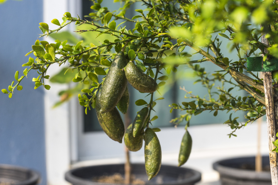 CITRON CAVIAR - Pépinières du Flayosquet