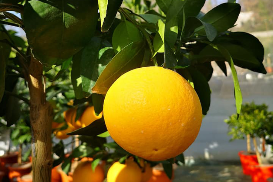 PAMPLEMOUSSE – Pépinières du Flayosquet