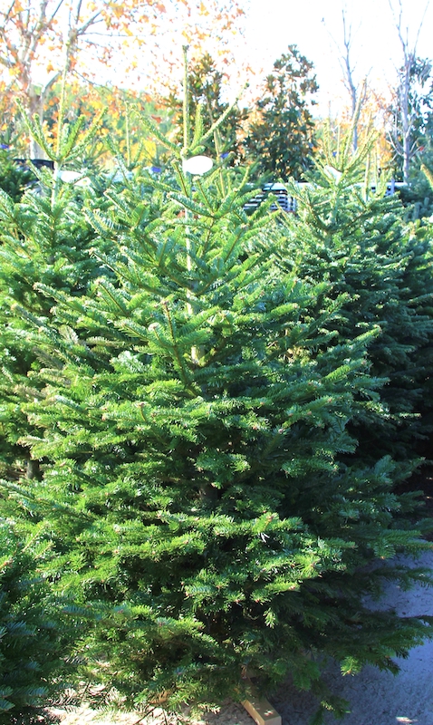 Gros plan - Pépinières du Flayosquet