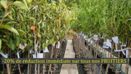 Pépinières du Flayosquet – Un site utilisant WordPress