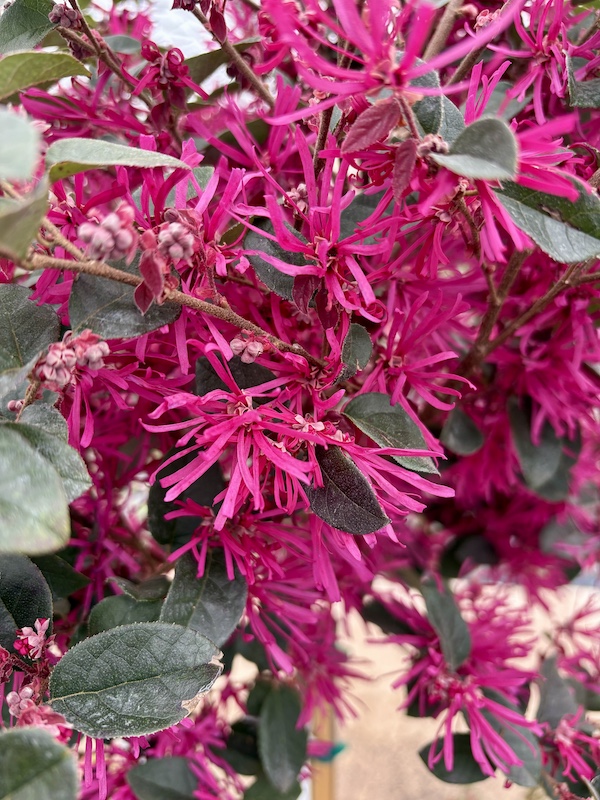 Pépinières du Flayosquet – Un site utilisant WordPress